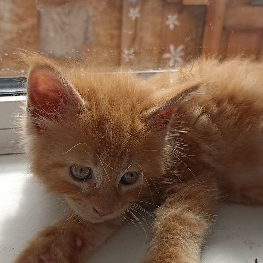 Кошечка майкун