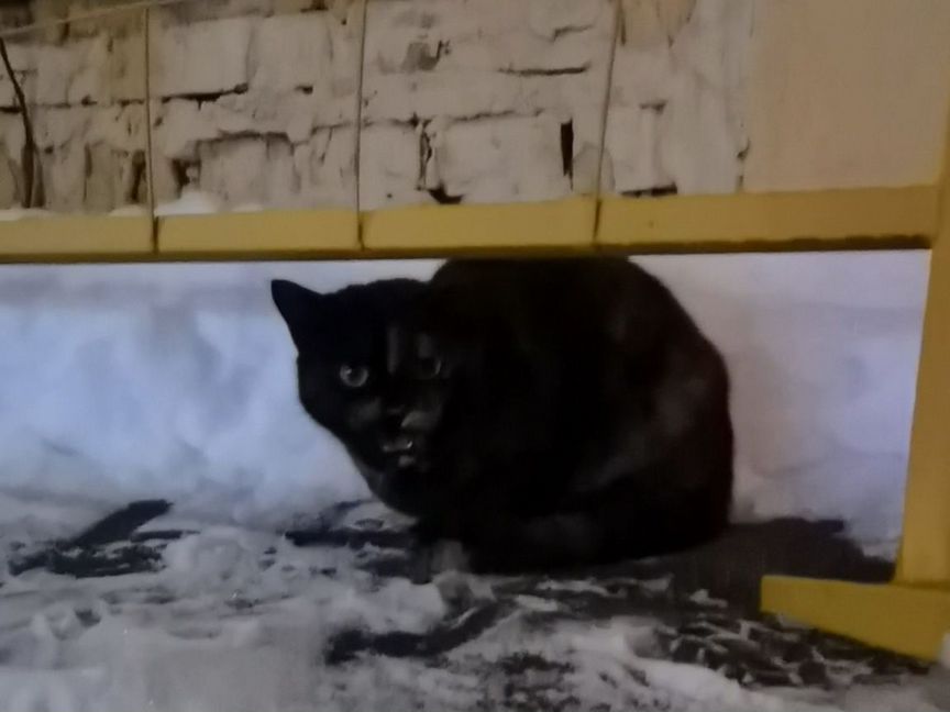 Кошечка перебирает лапками от холода