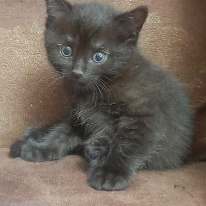 Котенок мальчик