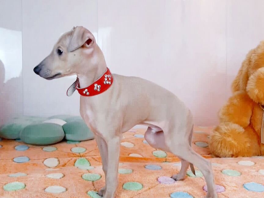 Левретка, мальчик