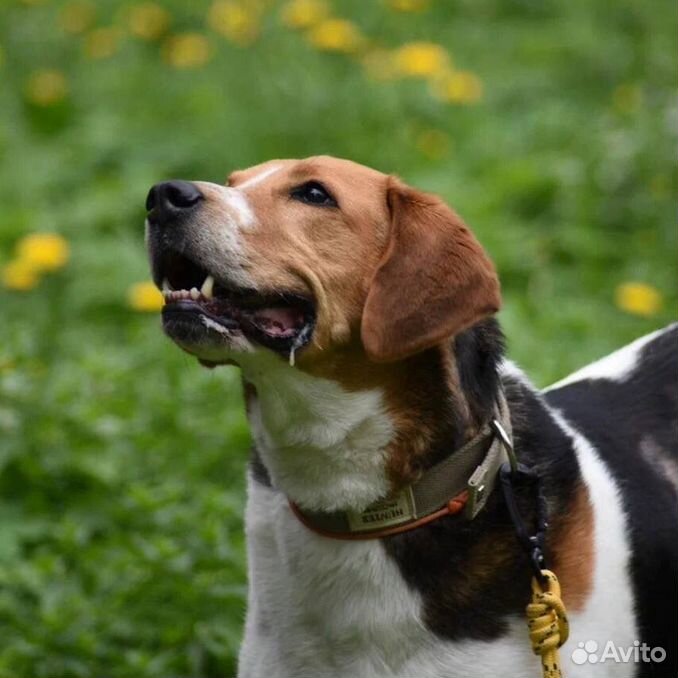 Собака породы руская пегая. Гордей