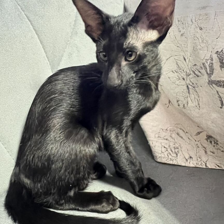 Ориентальный котенок