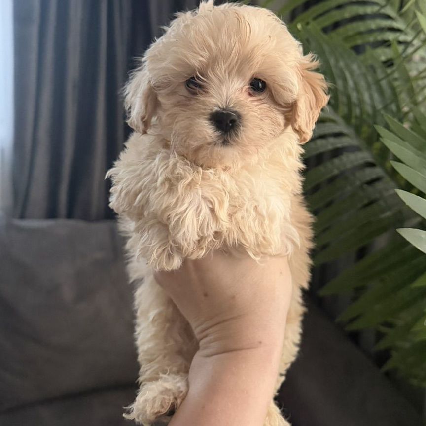 Мальтипу, щенок