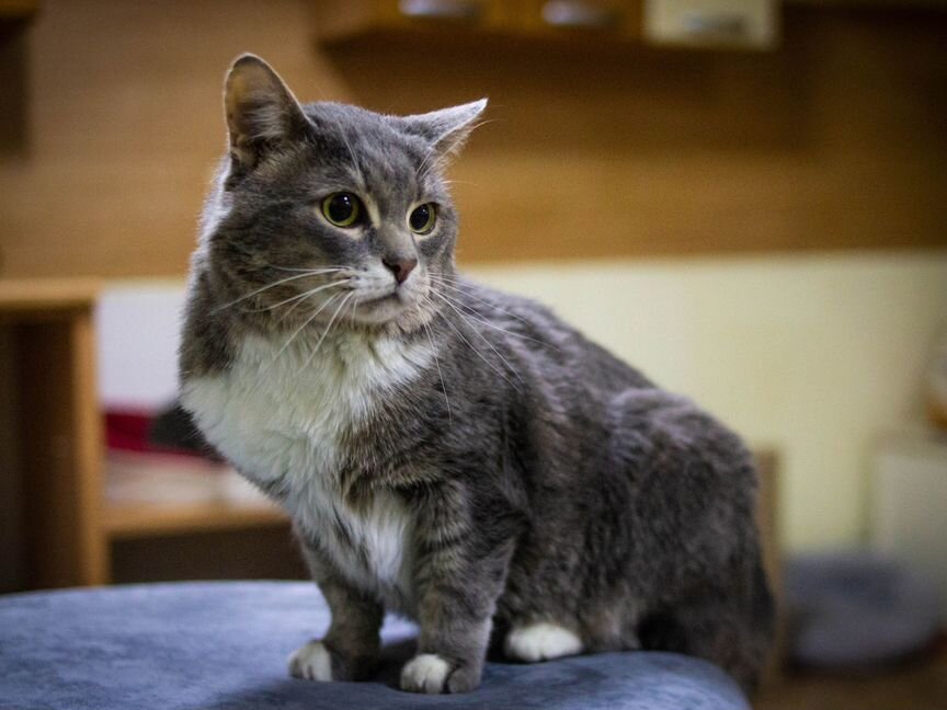 Красавец кот Боря