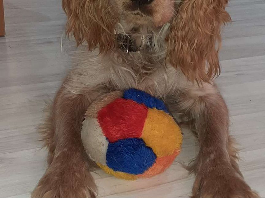 Вязка кокер спаниель