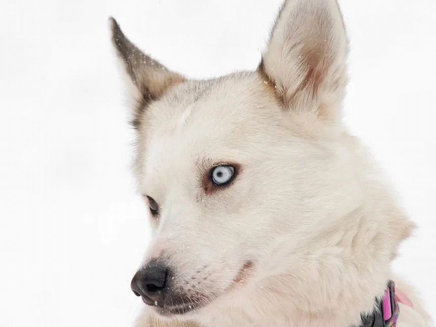 Разноглазая Эмма