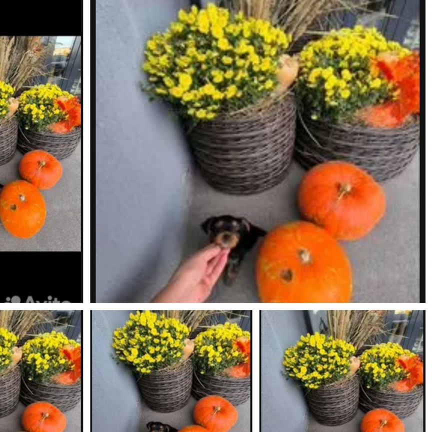 Щенок от частного владельца