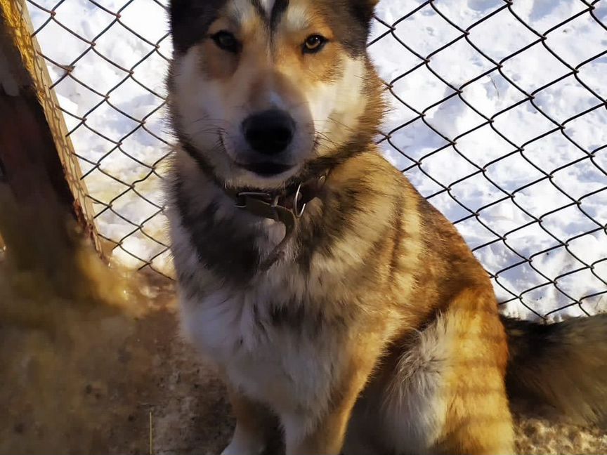 Очаровательный Вилли