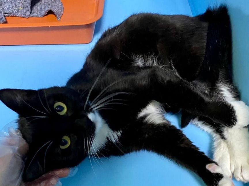 Звёздочка ищет дом