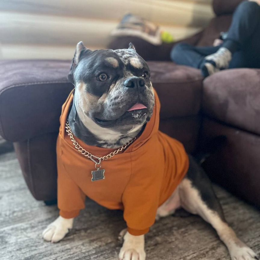 Худи с капюшоном для собак по Вашим размерам