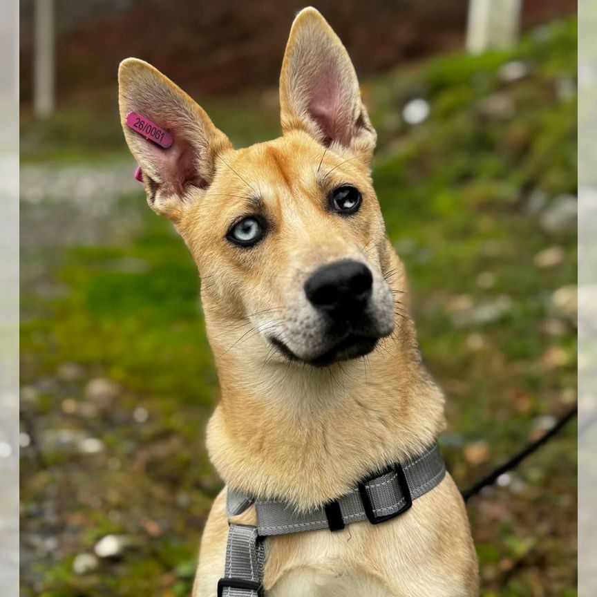 Щенок в добрые руки