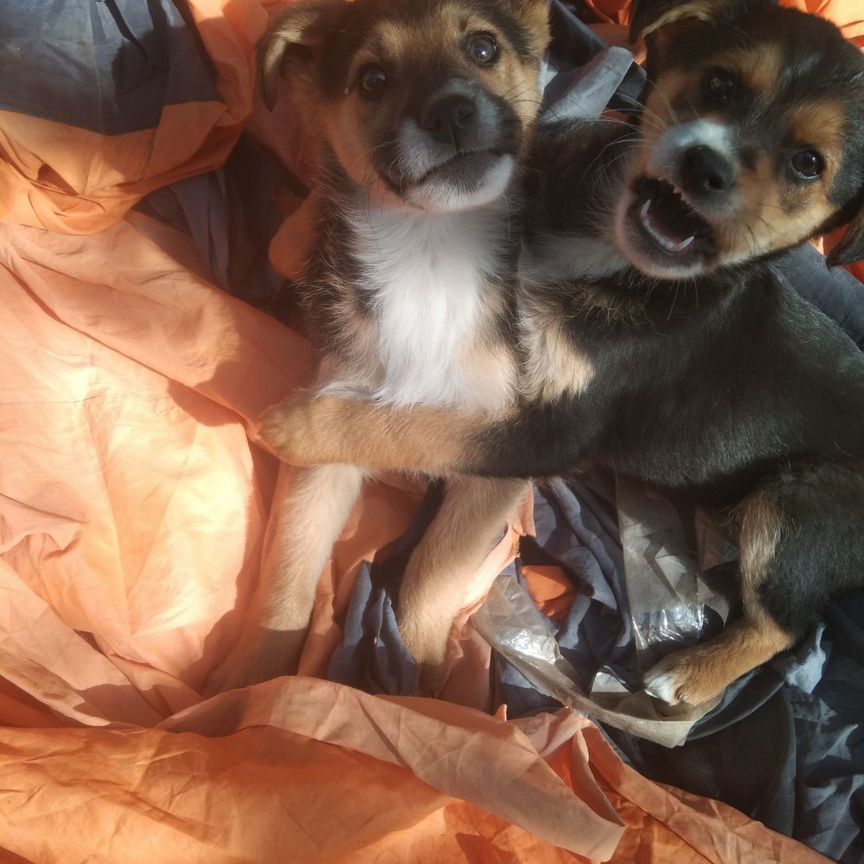 Отдам щенков в хорошие руки