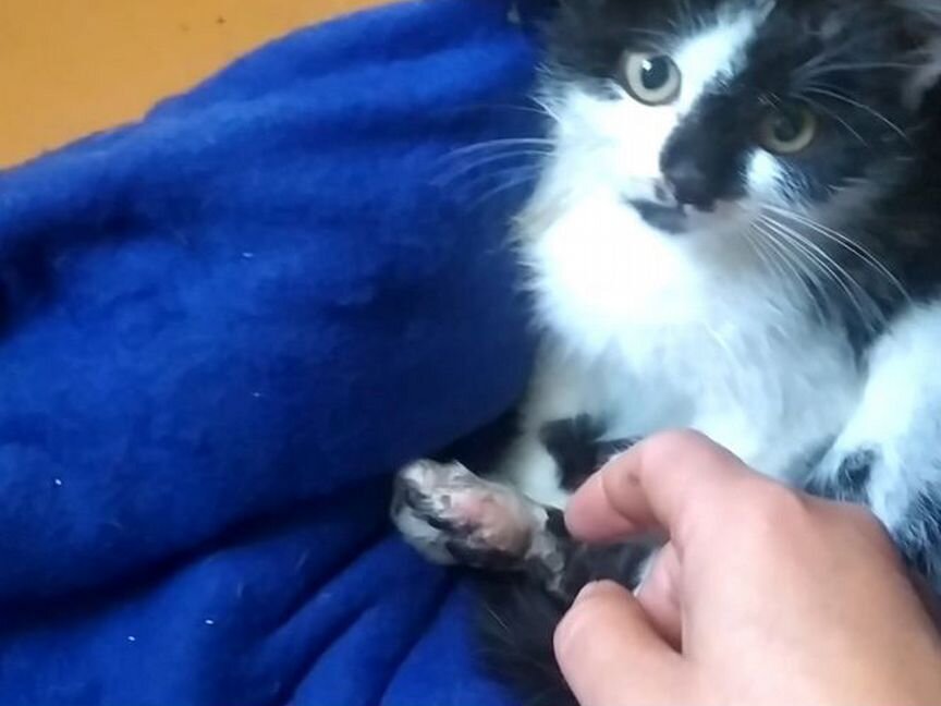 Котенок в добрые руки