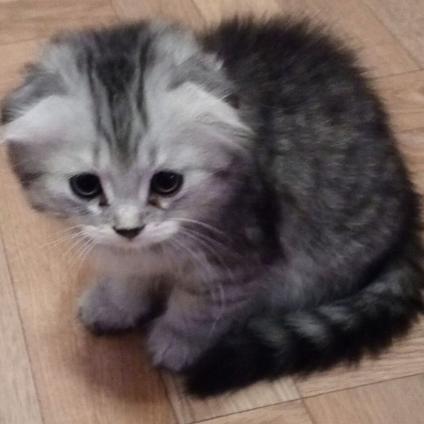 Вислоухие котята