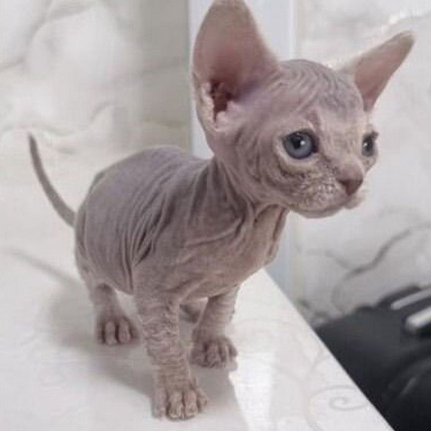 Девон-рекс котёнок