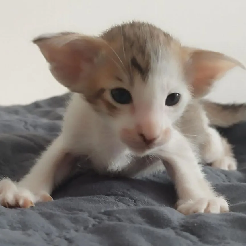 Ориентальные котята
