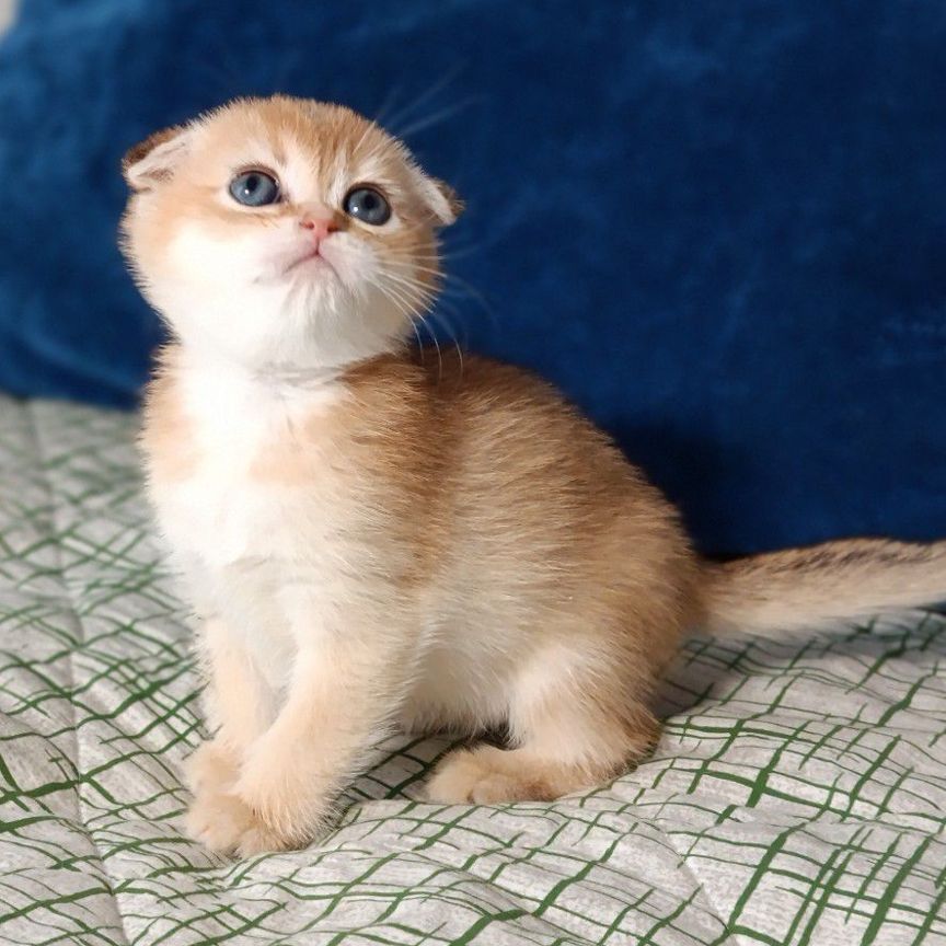 Шотландские золотые котята