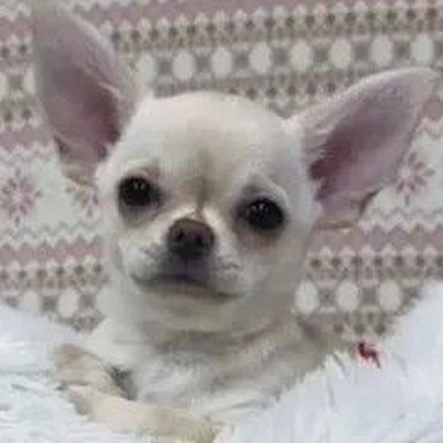 Чихуахуа, щенок