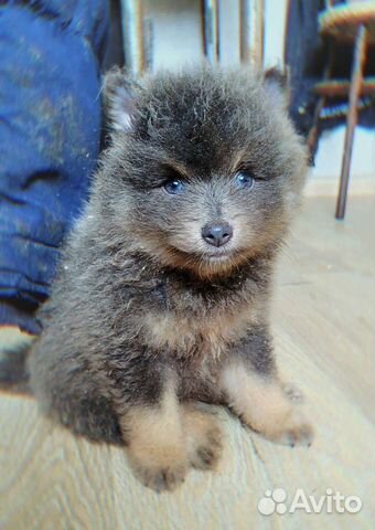 Редкий гибрид