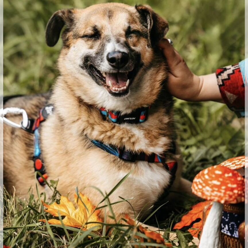 Взрослая собака в добрые руки