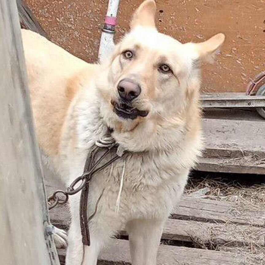 Сторожевой пёс