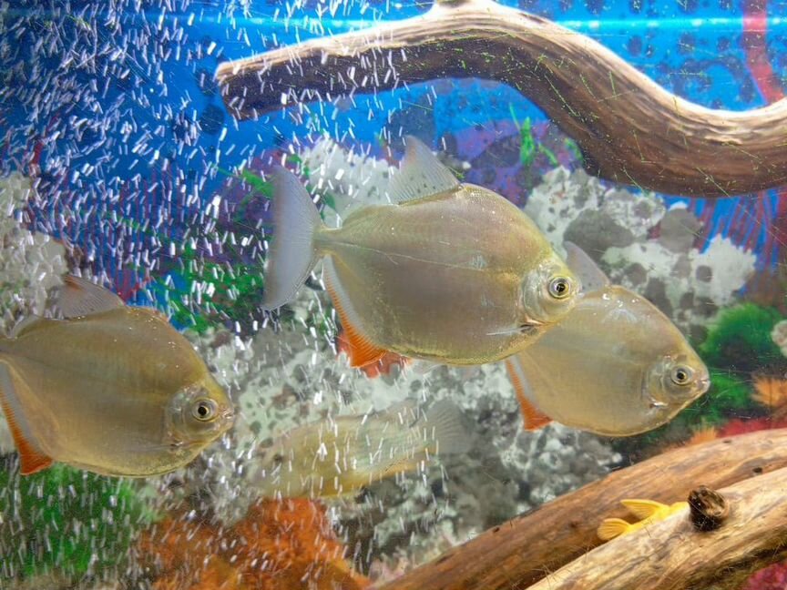 Аквариумные рыбки