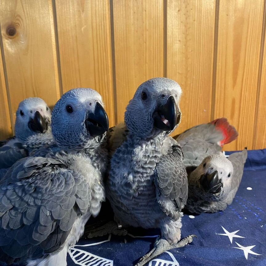 Ручной говорящий попугай