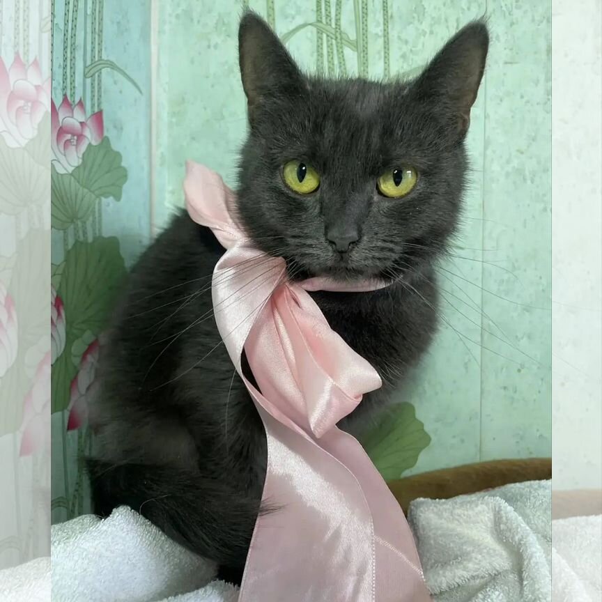Взрослая, кошка в добрые руки