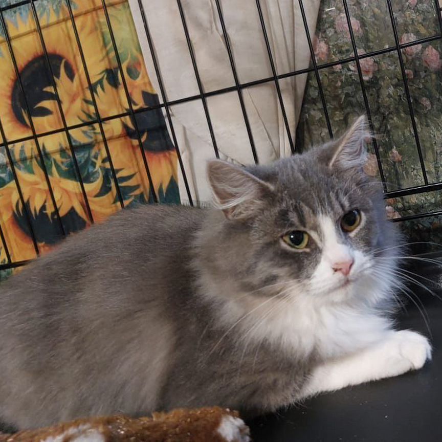 Котёнок в добрые руки