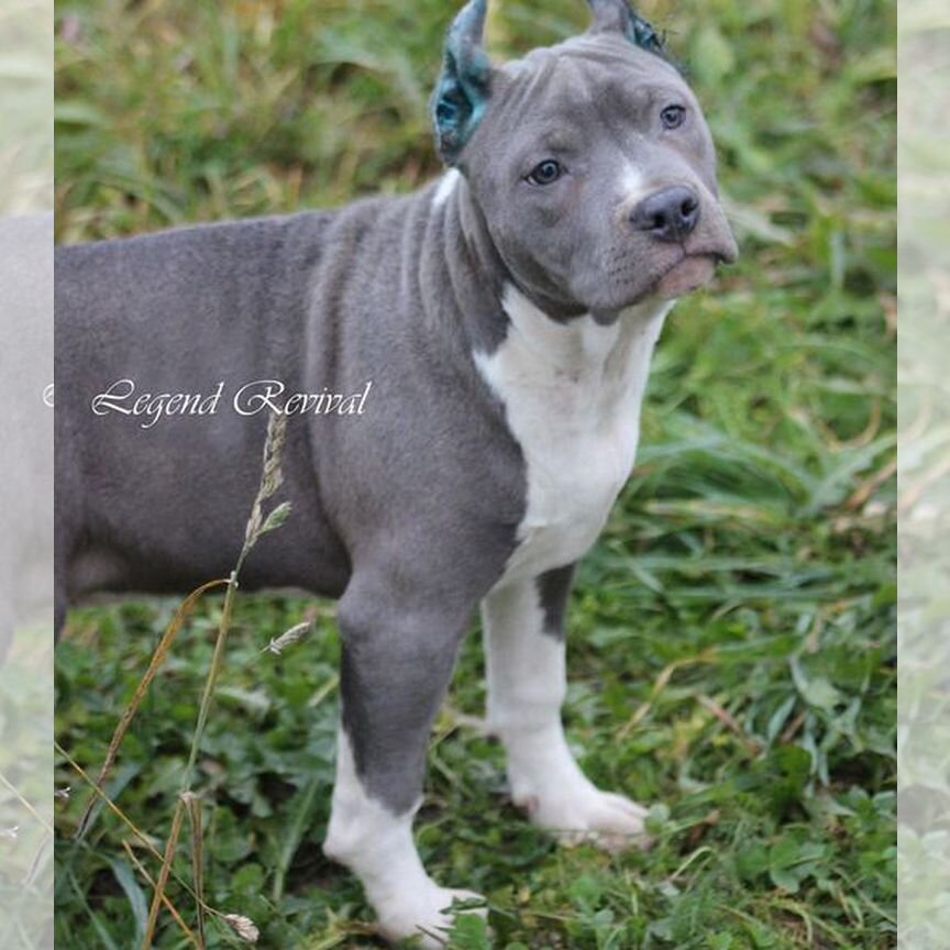 Американский стаффордширский терьер, щенок