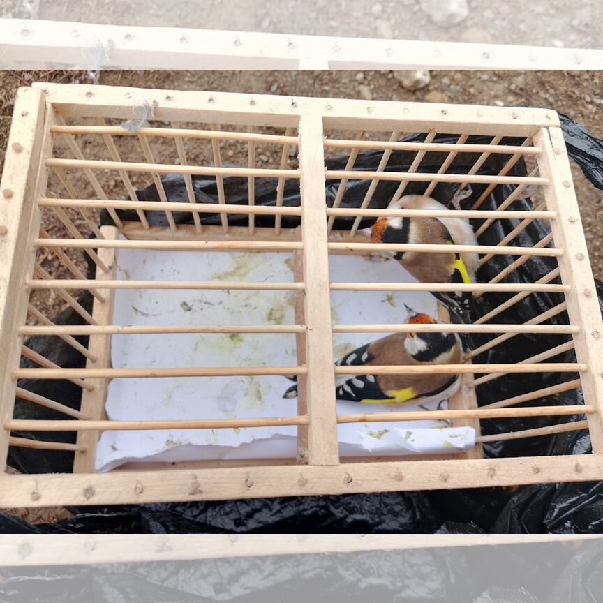 Птица щегол и другие