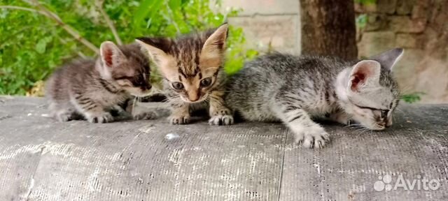 Котята смертники,выброшены на мусорку