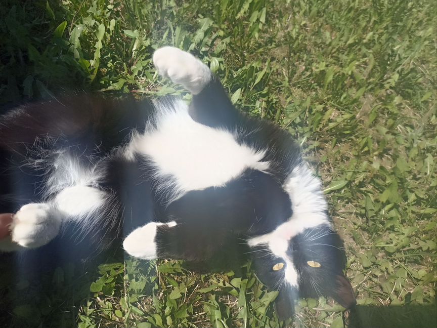 Котик в добрые руки