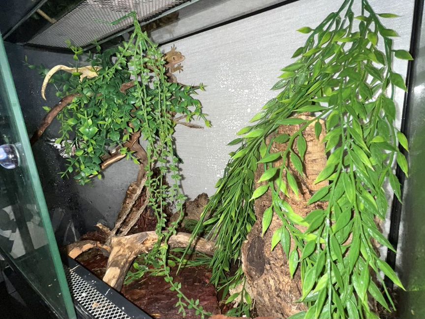 Террариум с бананоедами