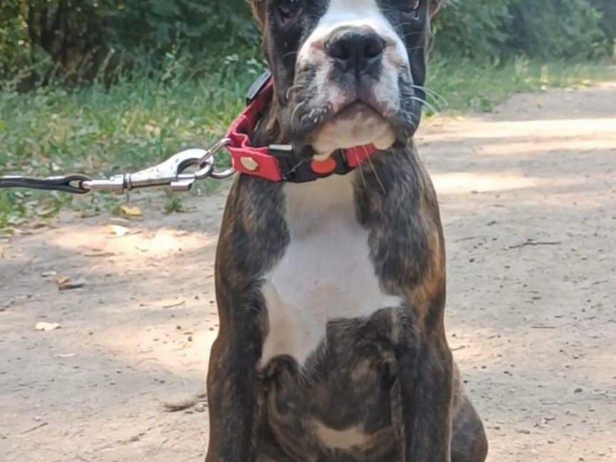 Щенки боксёра