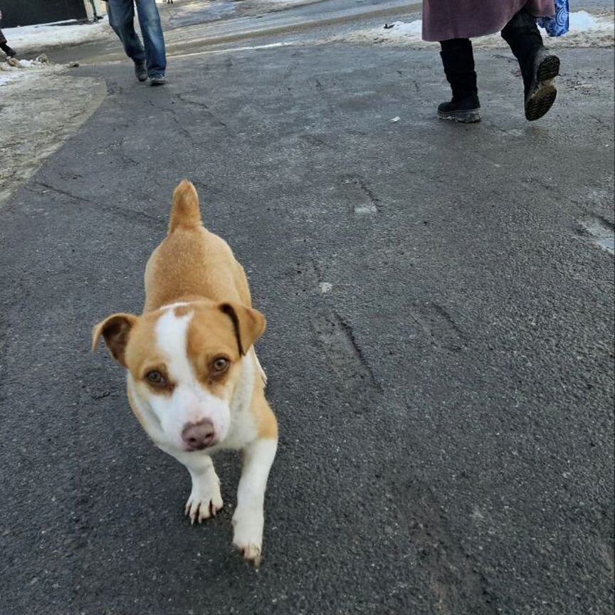 Чья мелкая собачка