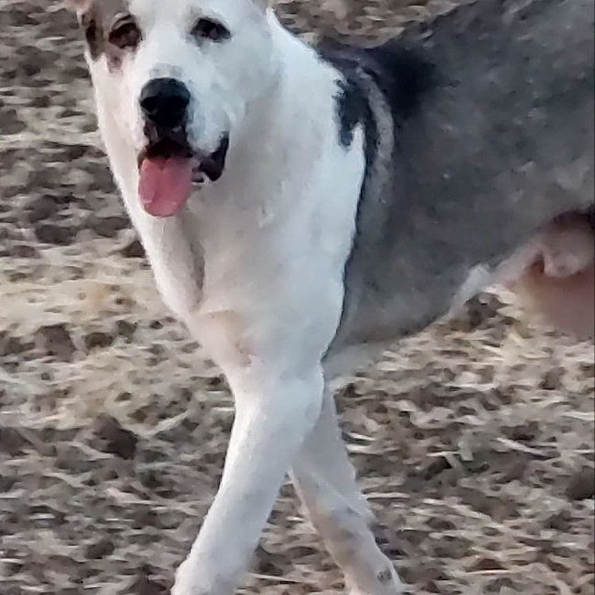 Кавказкий волкодав