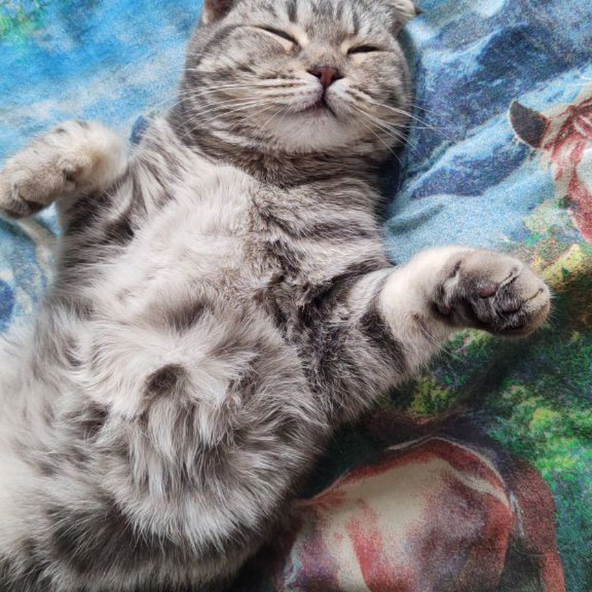 Шотландская вислоухая кошка бесплатно