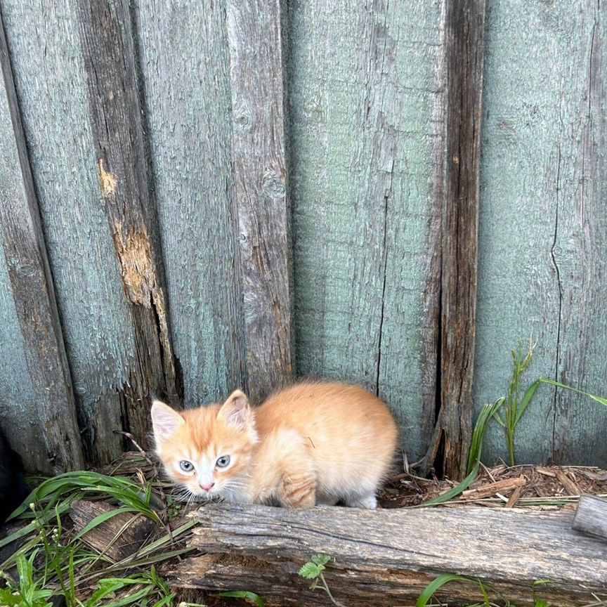 Котята в добрые руки