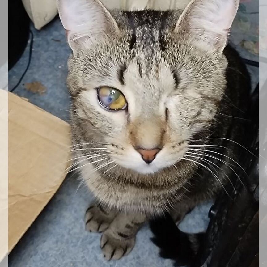 Котик муаровое чудо