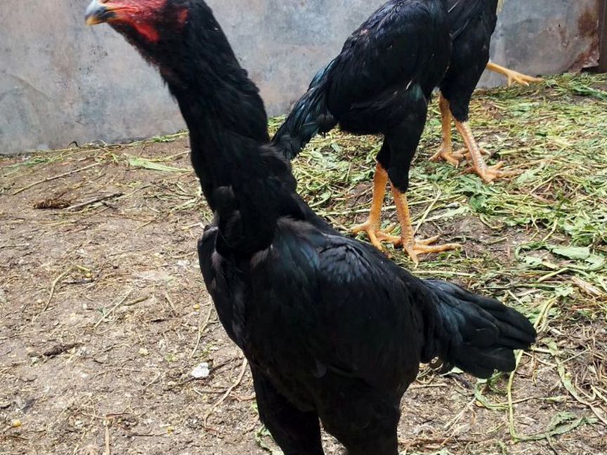 Инкубационное яйцо О-Шамо