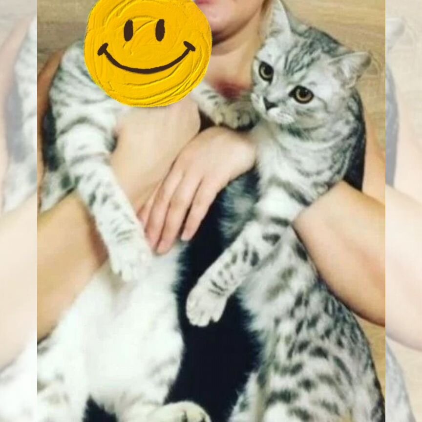 Британская короткошёрстная, взрослая кошка