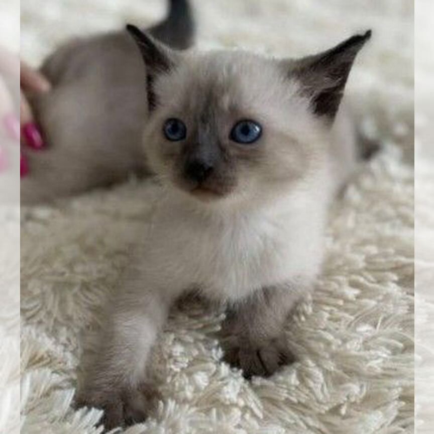 Тайский котёнок