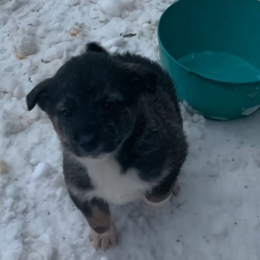 Щенок в добрые руки