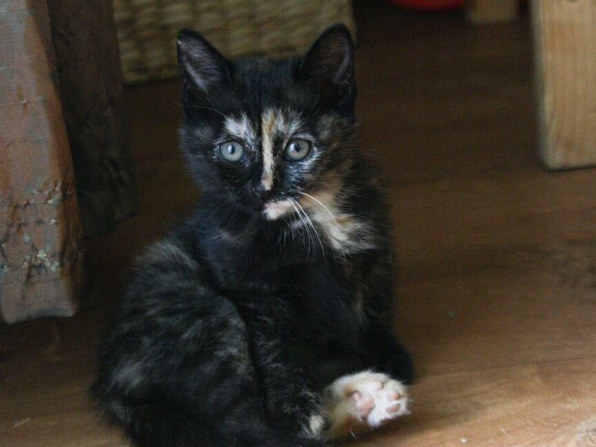 Отдам котёнка, приносящего счастье