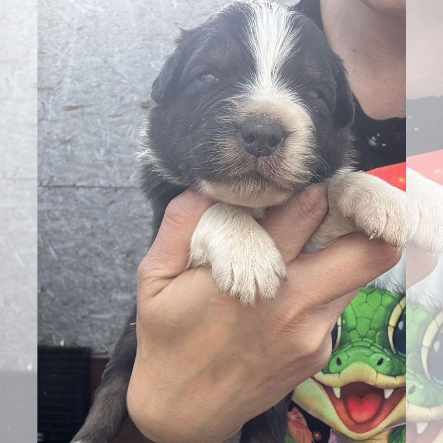 Австралийская овчарка, щенок