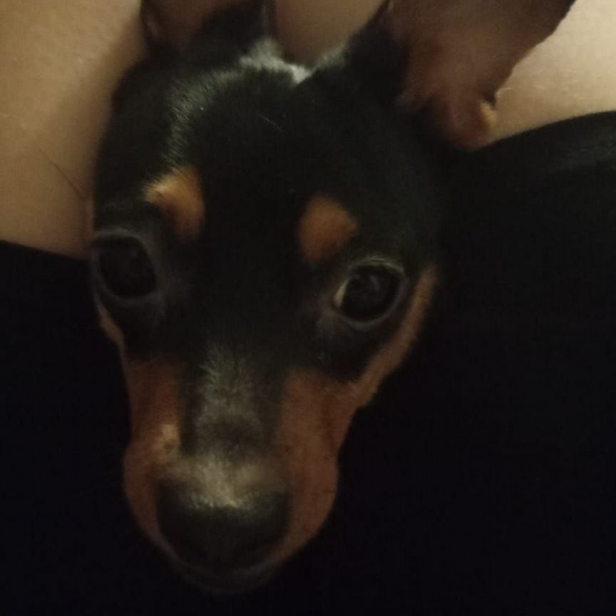 Карликовый пинчер