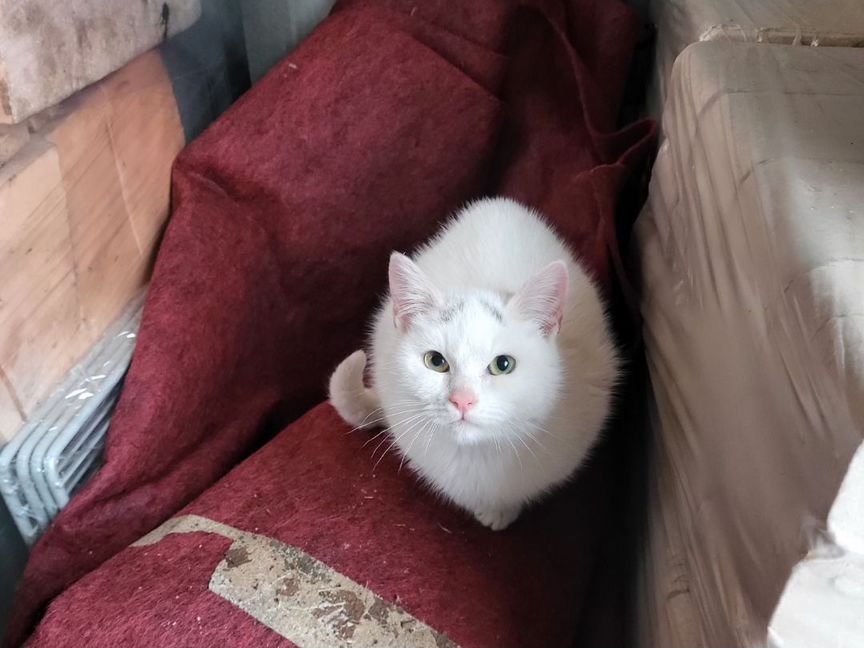 Отдам кота в добрые руки
