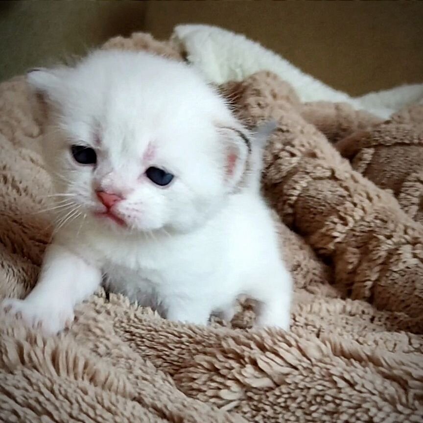 Шотландские котята