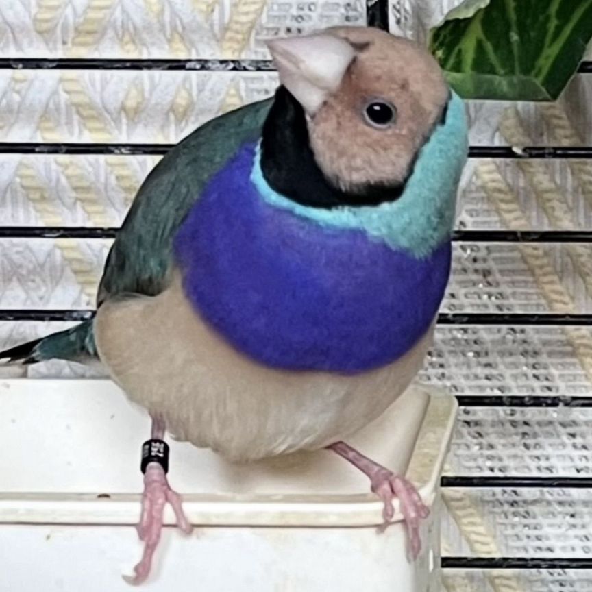 Гульда амадины